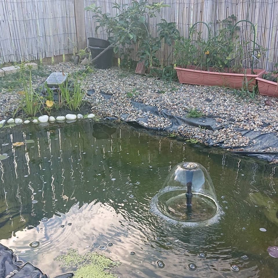 Nature Pond Project Wildlife garden - UK FishKeeping