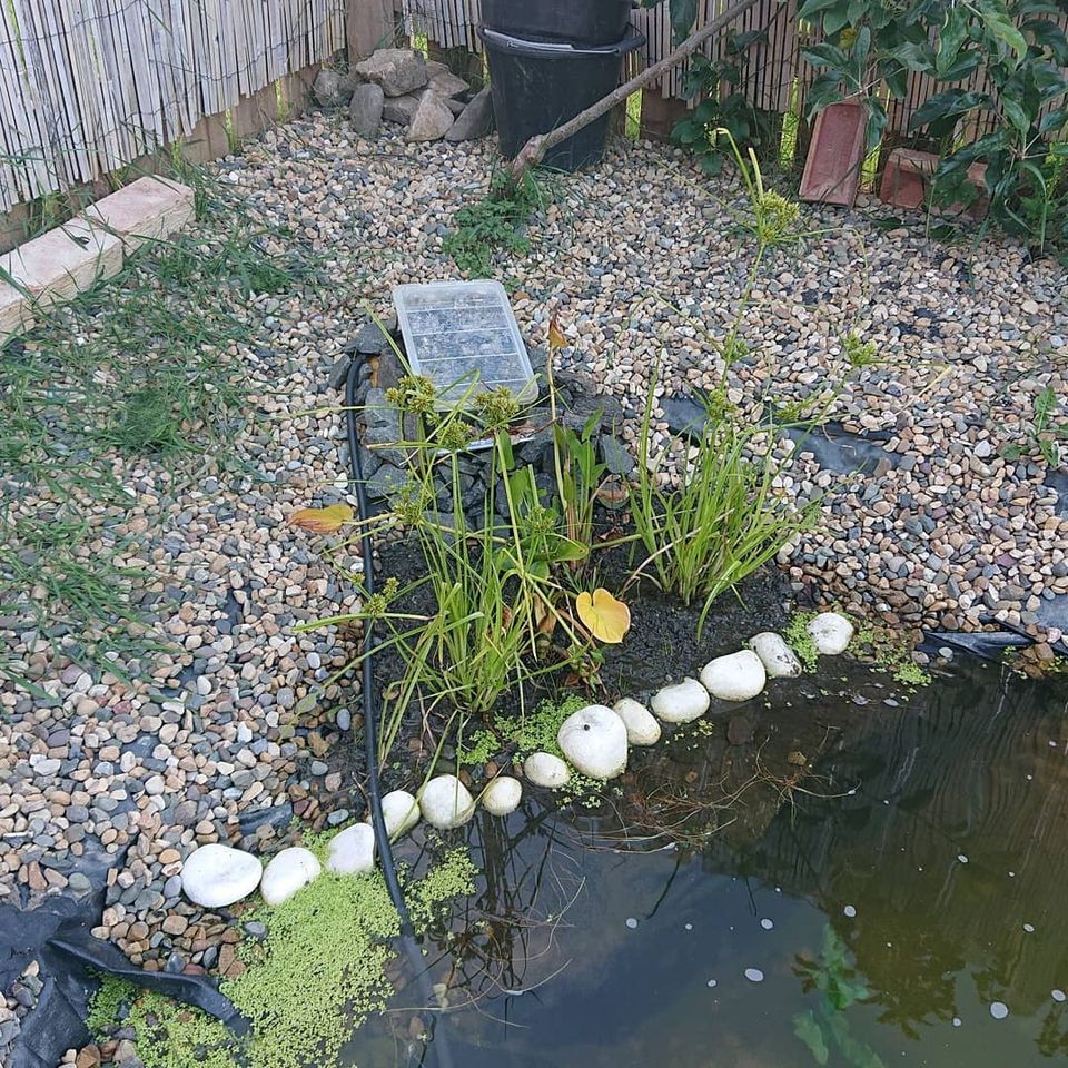 Nature Pond Project Wildlife garden - UK FishKeeping
